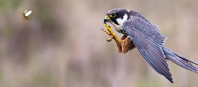 Britain’s birds of prey: The Country Life guide to raptors | Country Life