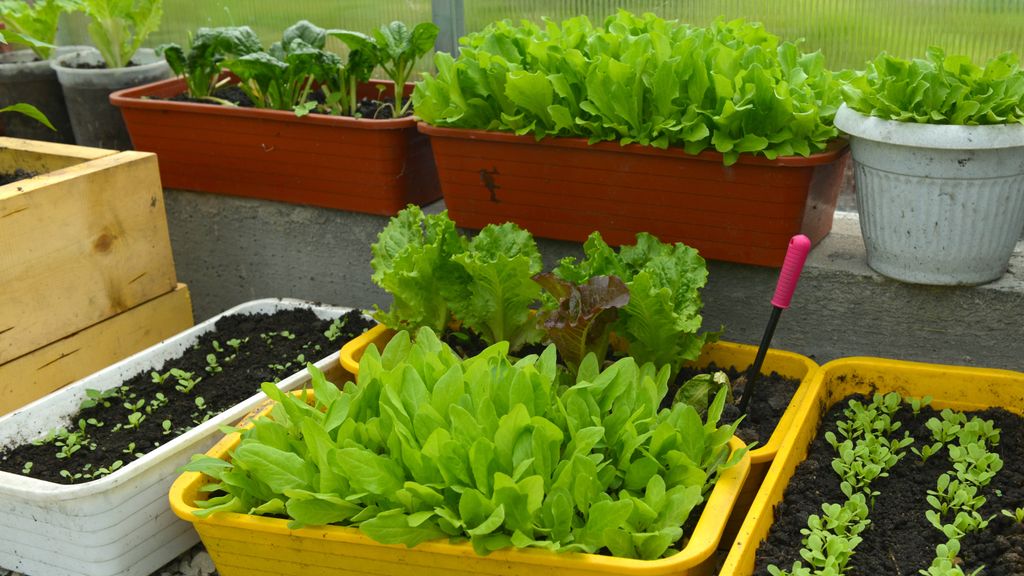 10 vegetables you can grow in pots | Tom's Guide