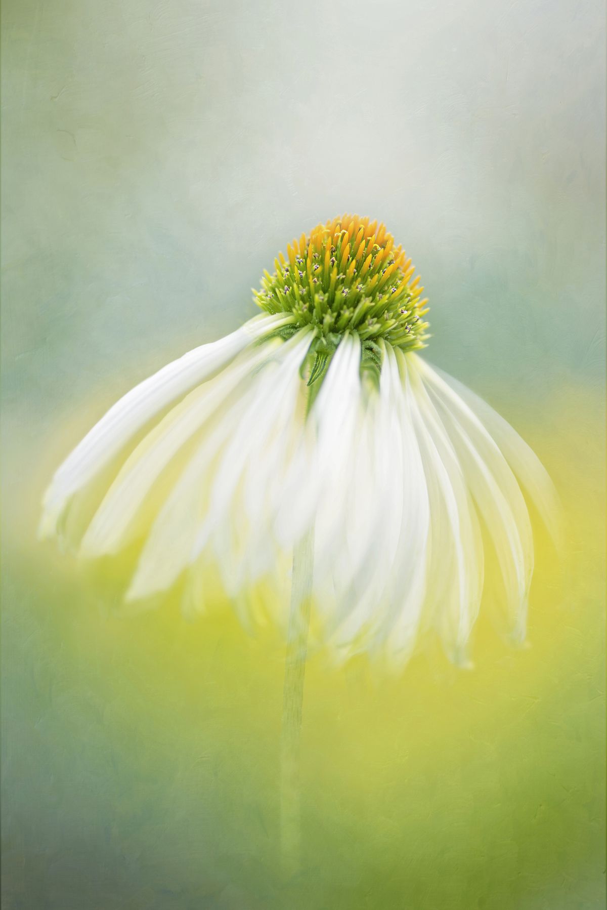 Show off your photographic flower power | Digital Camera World