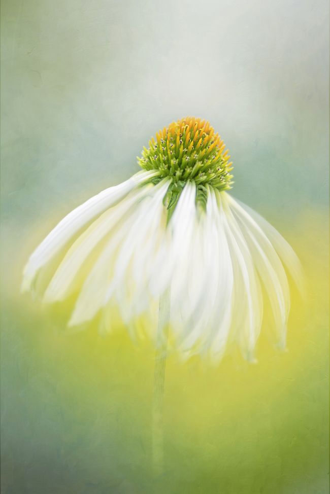 Show off your photographic flower power | Digital Camera World