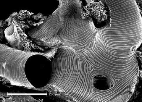 Insects Hold Breath for Days Because Air Could Kill Them | Live Science