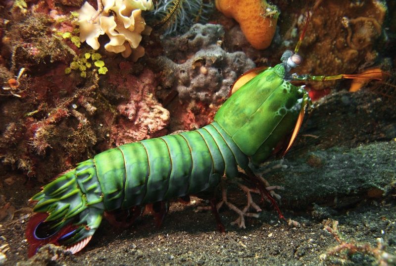 Gallery: Magnificent Mantis Shrimp | Crustaceans | Live Science