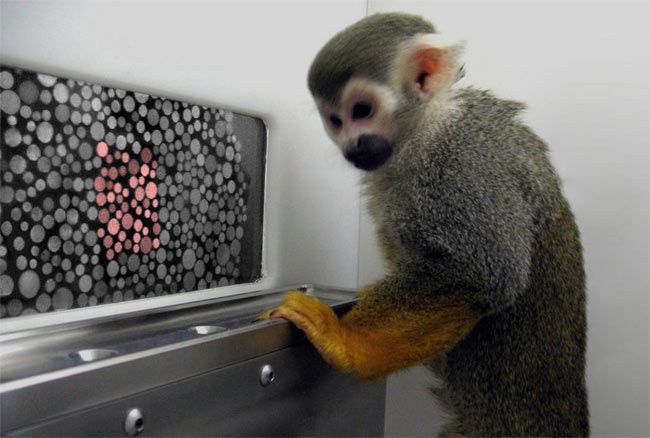 Therapy Fixes Color Blindness in Monkeys | Live Science