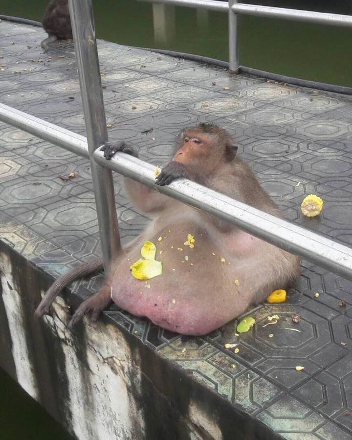 In Photos: Obese Macaque Gorges on Human Junk Food | Live Science