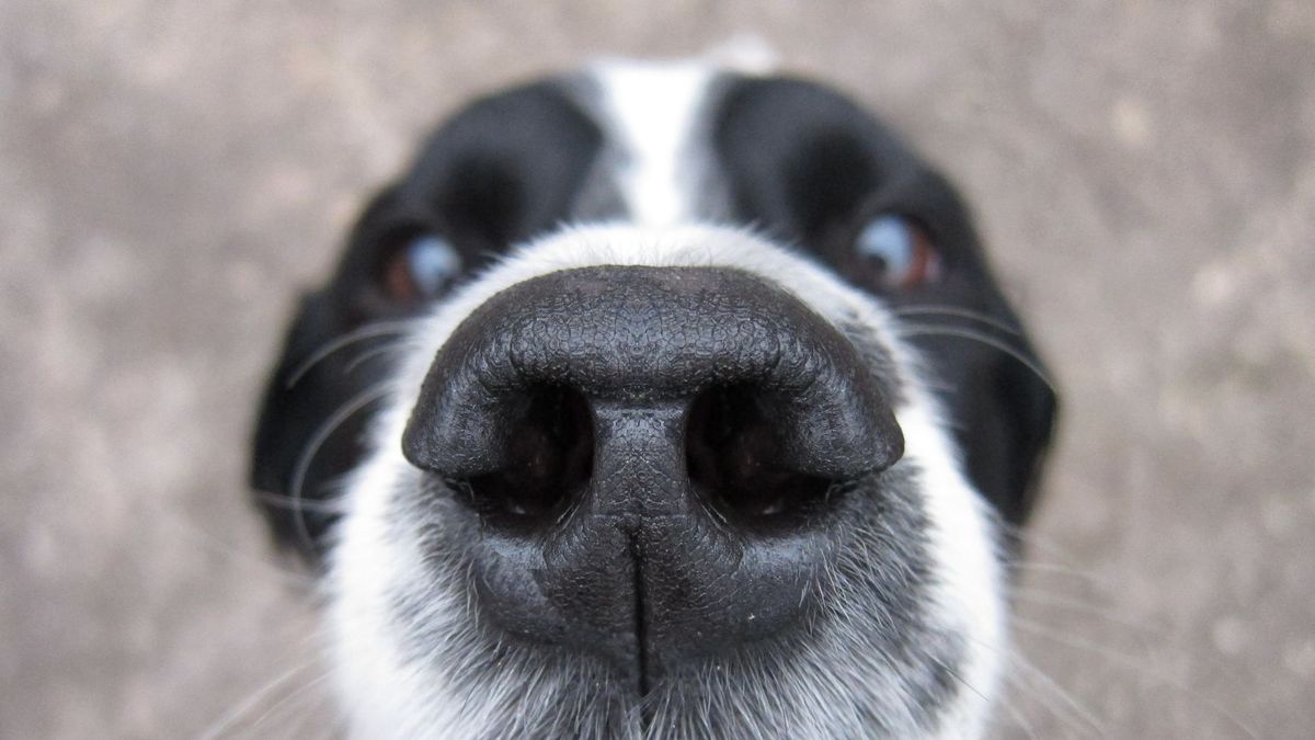 Is your dog sneezing all the time? Vet lays out possible causes and ...