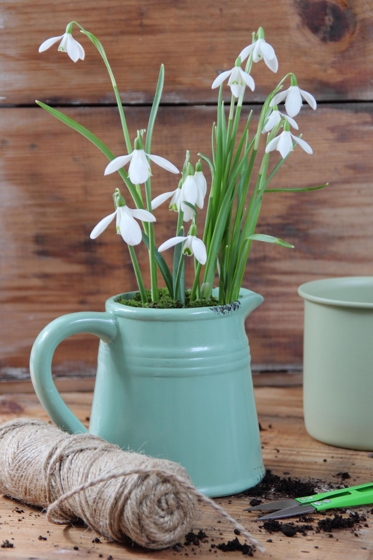 How to force bulbs indoors for Christmas | Homes and Gardens