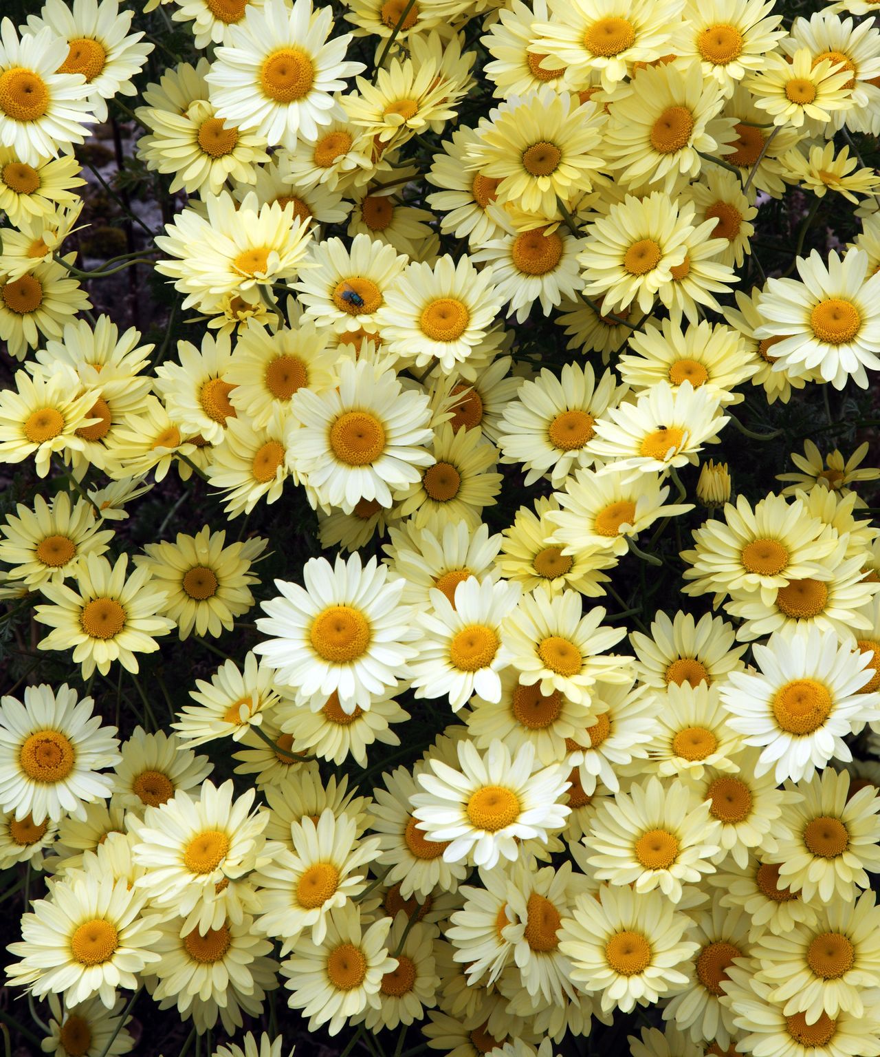 Marguerites care and growing guide: expert tips for success | Gardeningetc