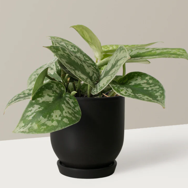 8 of the best tiny houseplants for small spaces and gift giving | Homes ...