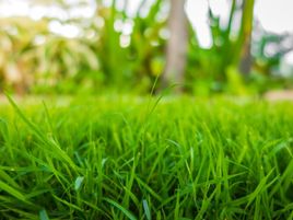 Tips & Information about Lawn Care | Gardening Know How