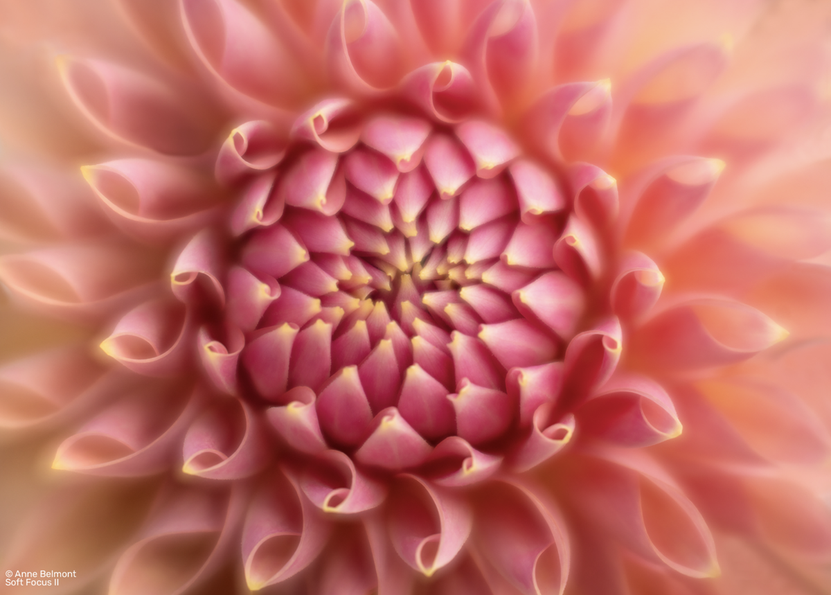 Shoot otherworldly photographs with the new Lensbaby Soft Focus II ...