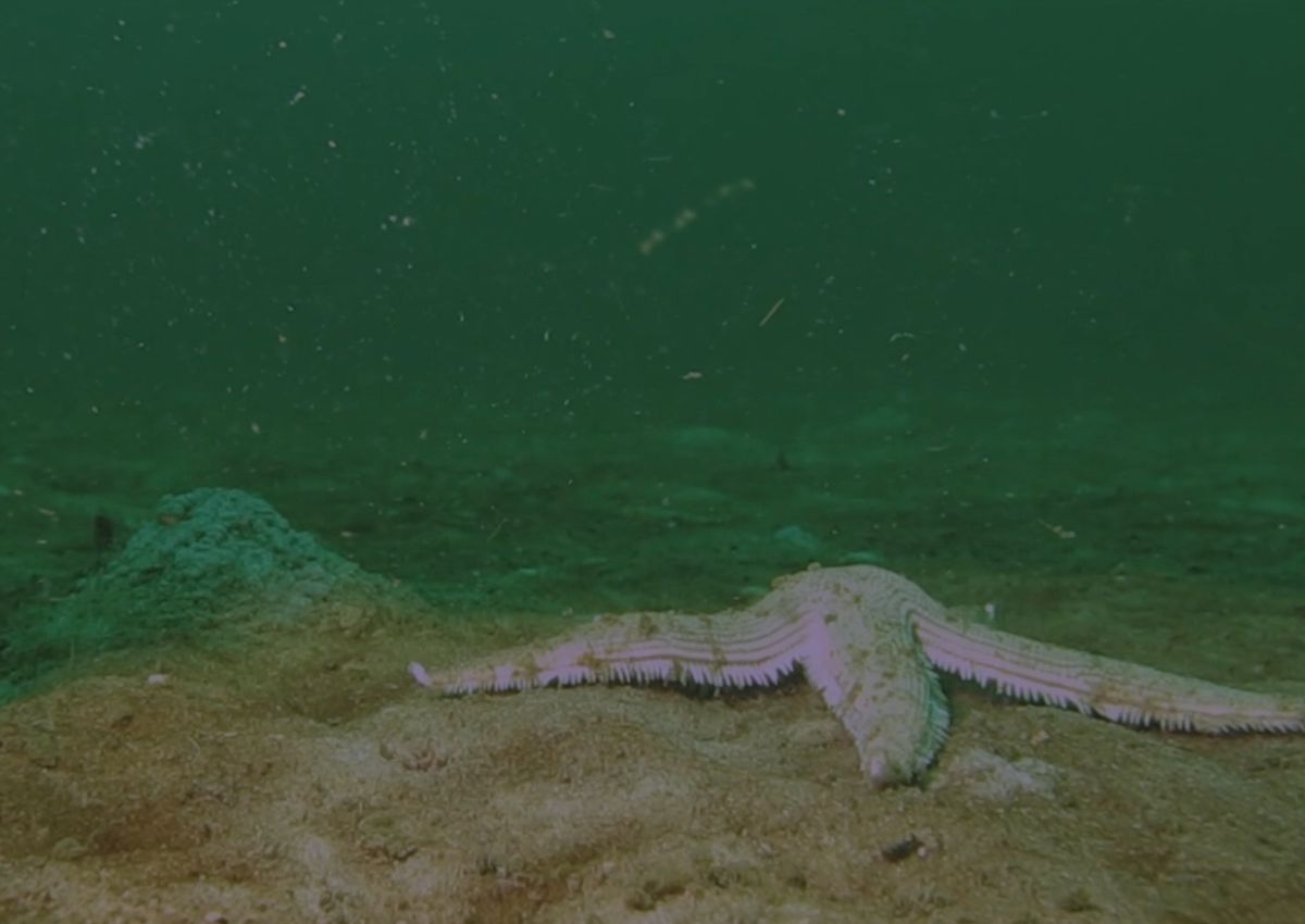 Images of a Primeval Underwater Forest Revealed: Page 4 | Live Science