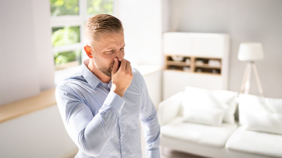 Does anything get rid of the smell of paint? | Homebuilding