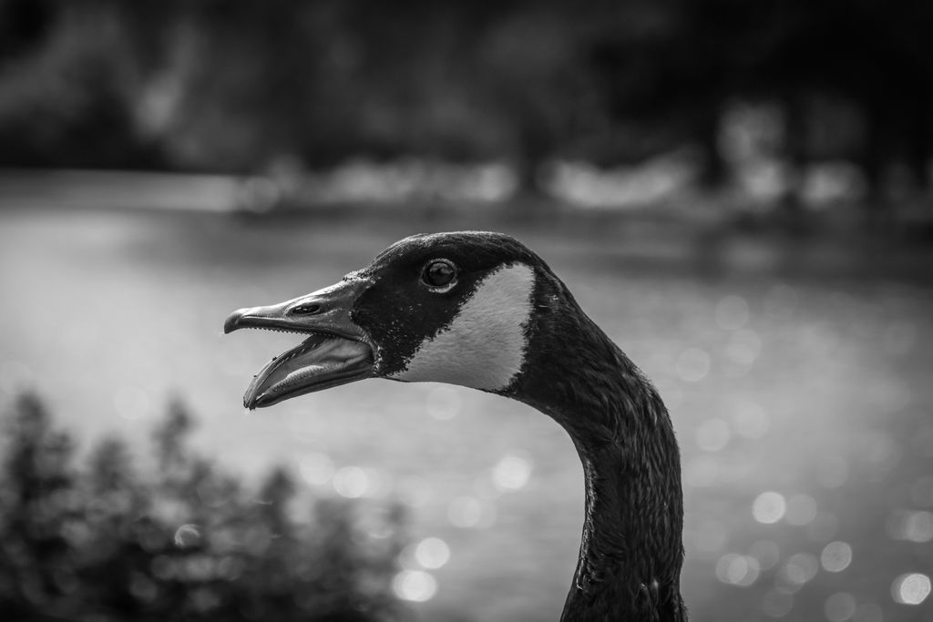 Canon EOS R7 sample gallery: real-world photos with Canon's new camera ...