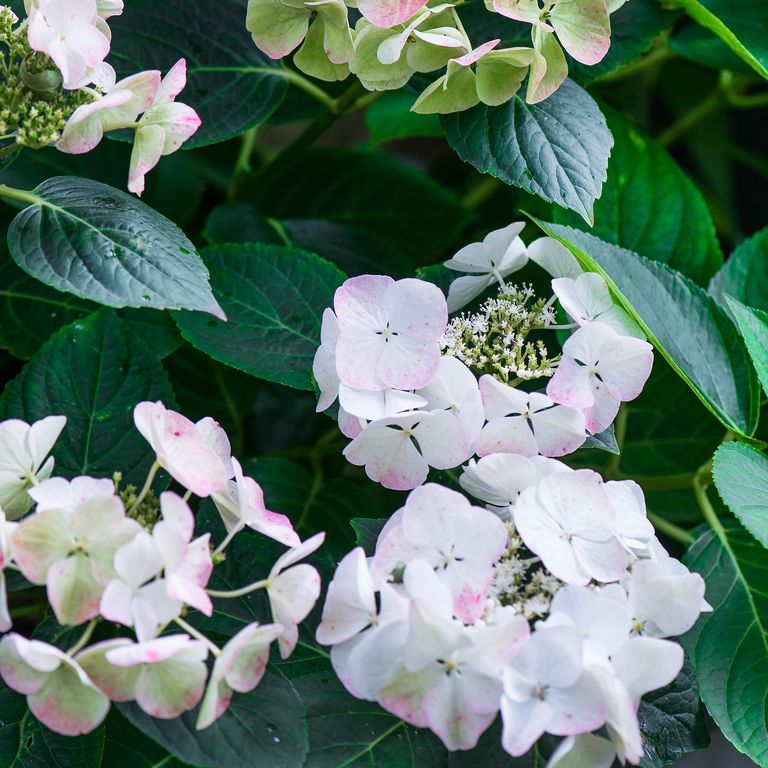 When to plant hydrangeas for beautiful blooms year after year | Ideal Home