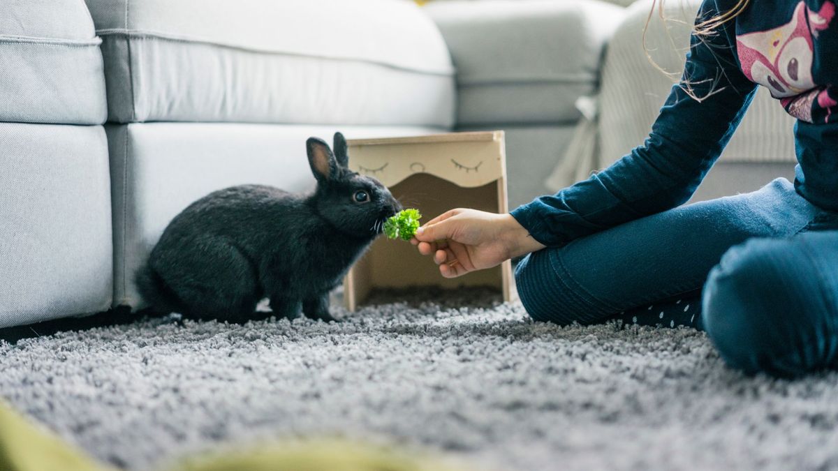 32 activities to do with your bunny | PetsRadar