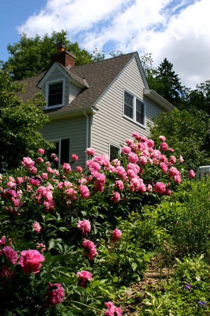 When to Plant Peonies — 5 Expert Tips for Planting in Spring | Livingetc