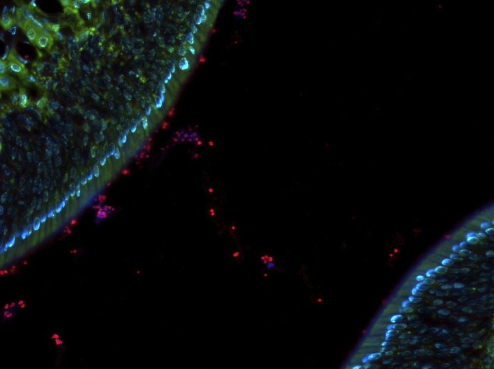 Magnificent Microphotography: 50 Tiny Wonders: Page 2 | Live Science