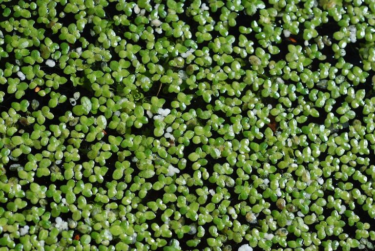 Duckweed Control: How To Get Rid Of Duckweed | Gardening Know How