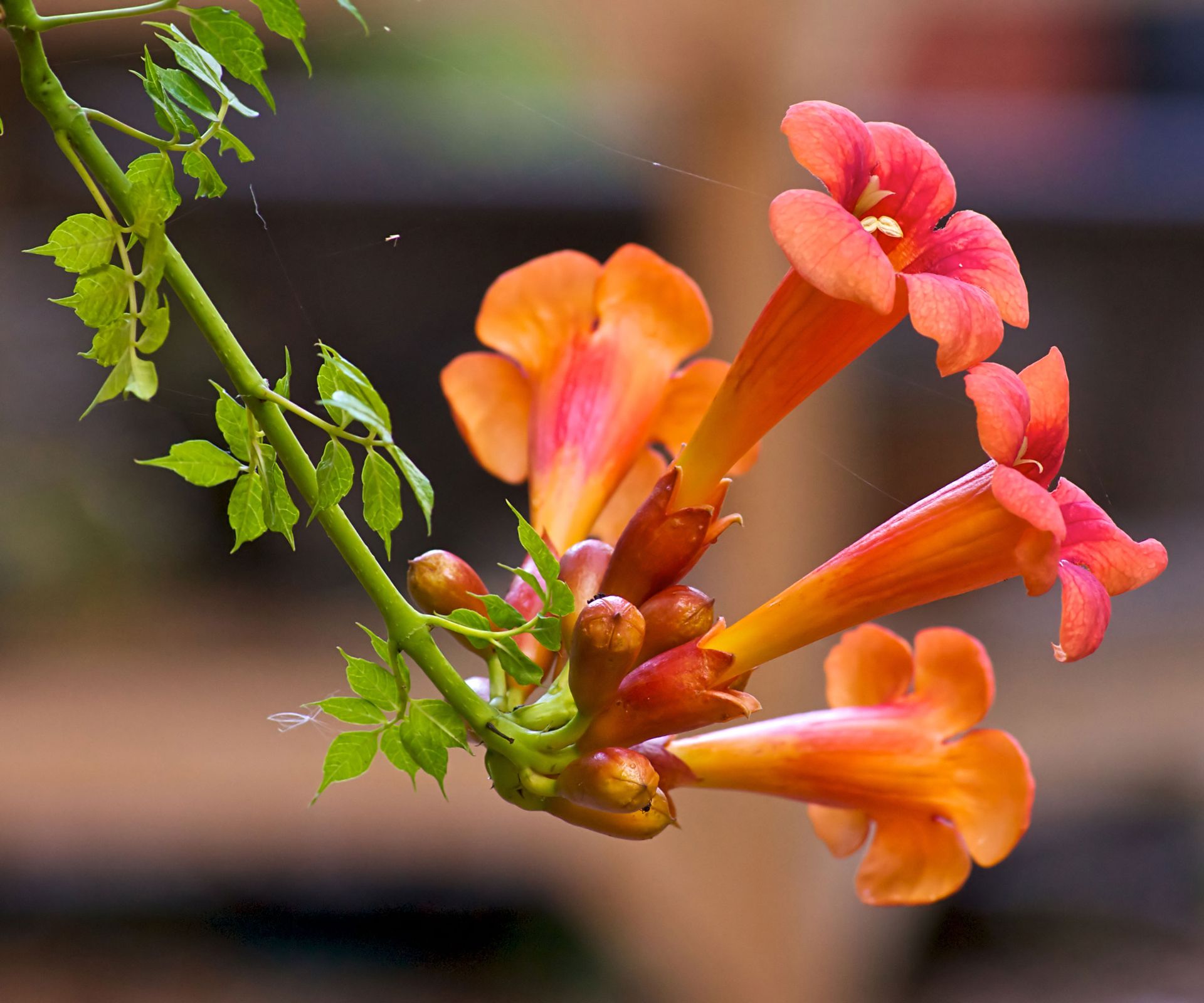 Grow These 10 Full Sun Hummingbird Plants For Happy Hummers | Gardening ...