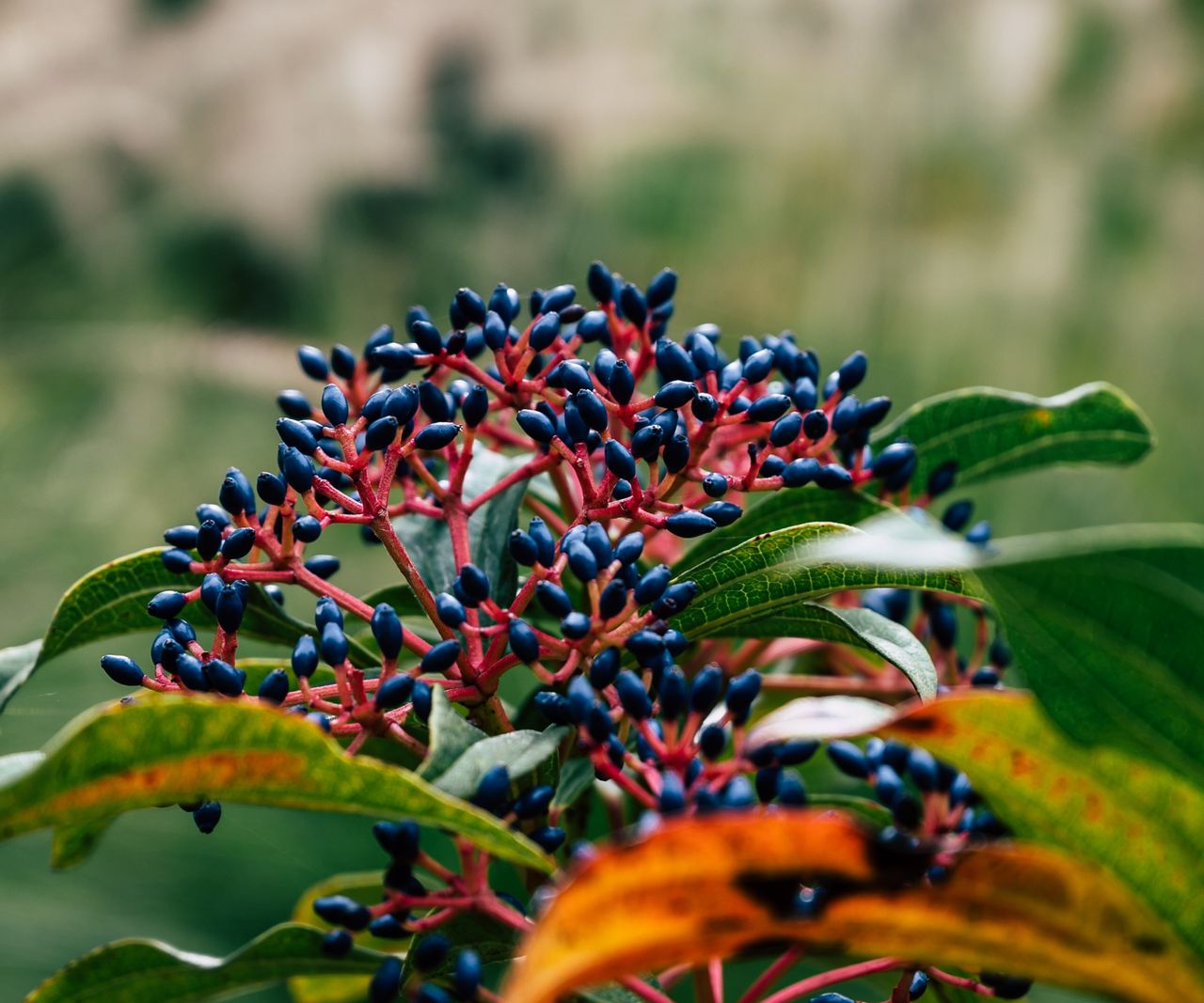 Best fall shrubs for privacy: 10 colorful choices | Homes and Gardens