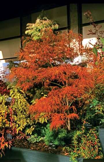 How to grow acers: follow our tips and add year-round interest to your ...