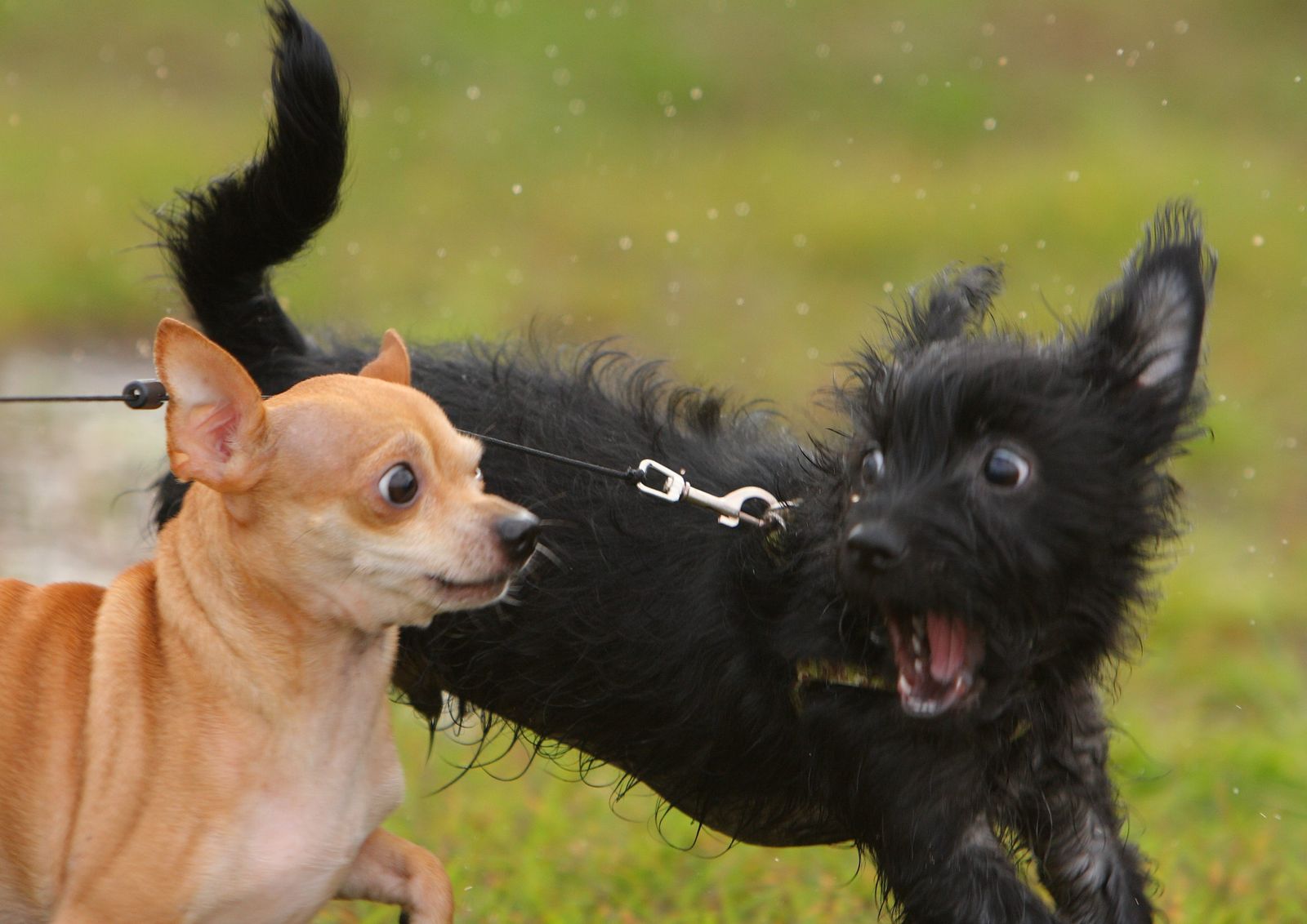 How to stop your dog having a go at other dogs, by leading trainer Ben ...