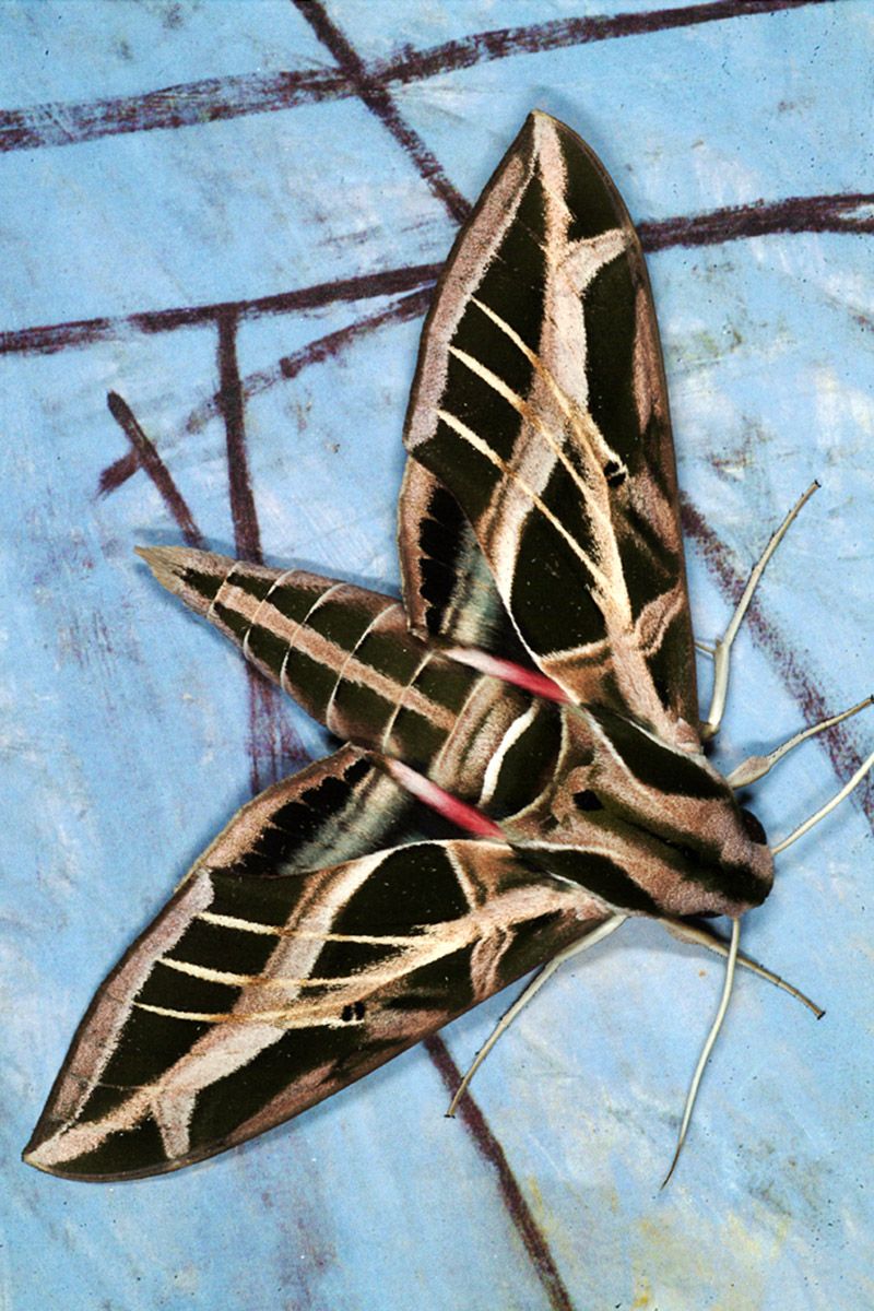 Meet the Colorful Nocturnal Moths of 'Mariposas Nocturnas' (Photos ...