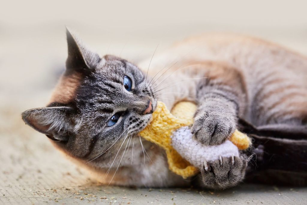 Why is my cat play biting? A behaviorist reveals 3 reasons | PetsRadar