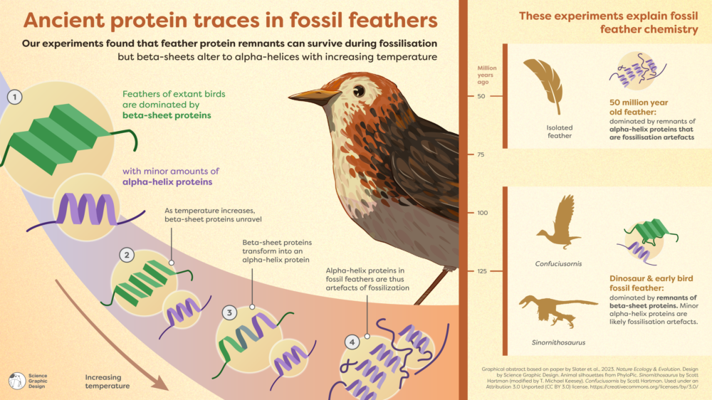 125 million-year-old dinosaur feathers were remarkably similar to ...