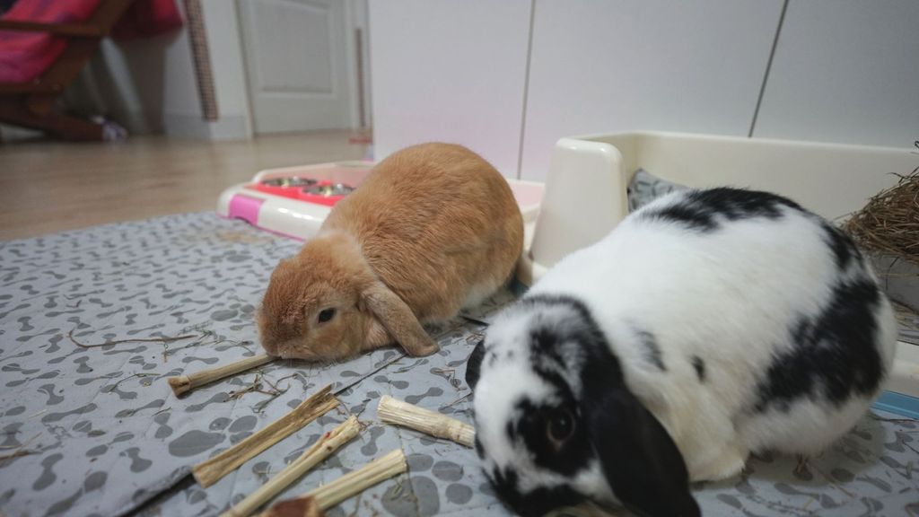 Activities for rabbits: 32 fun things you can do together | PetsRadar