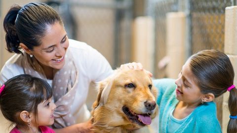 Three phases of a rescue dog: How to help them adjust | PetsRadar