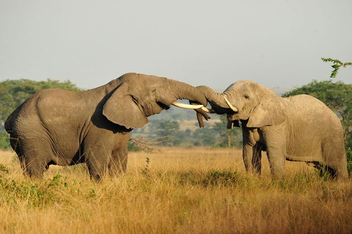 All Ears: Elephants Can Identify Human Languages | Live Science