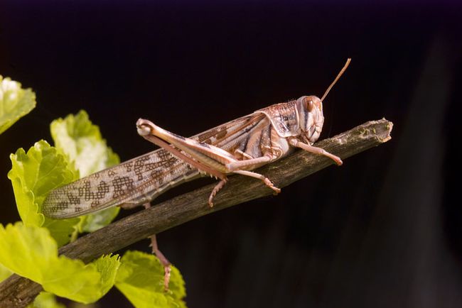 Image Gallery: Striking Photos of Locust Swarms | Live Science