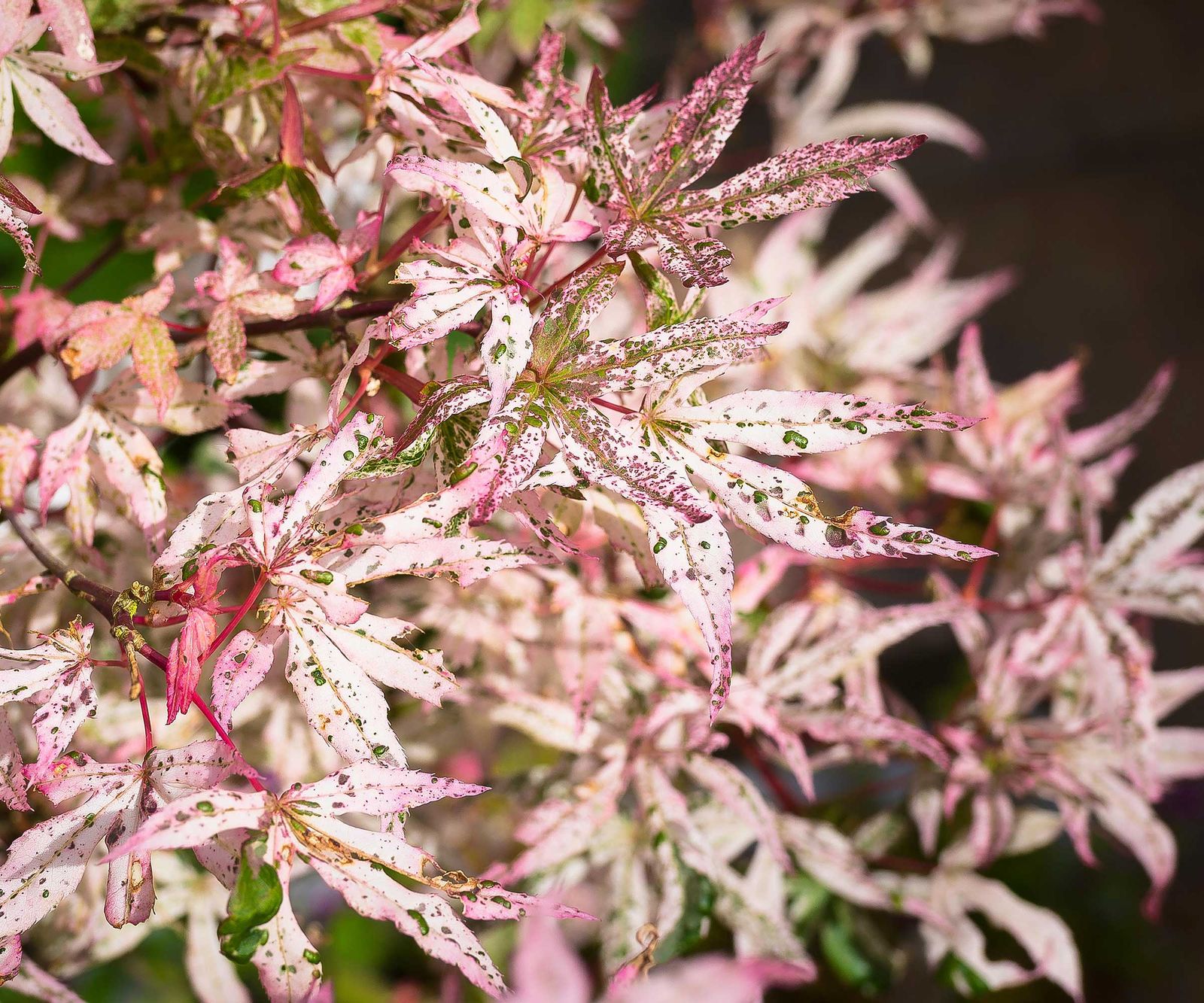 Varieties of Japanese maples – 10 show-stopping acers | Homes and Gardens