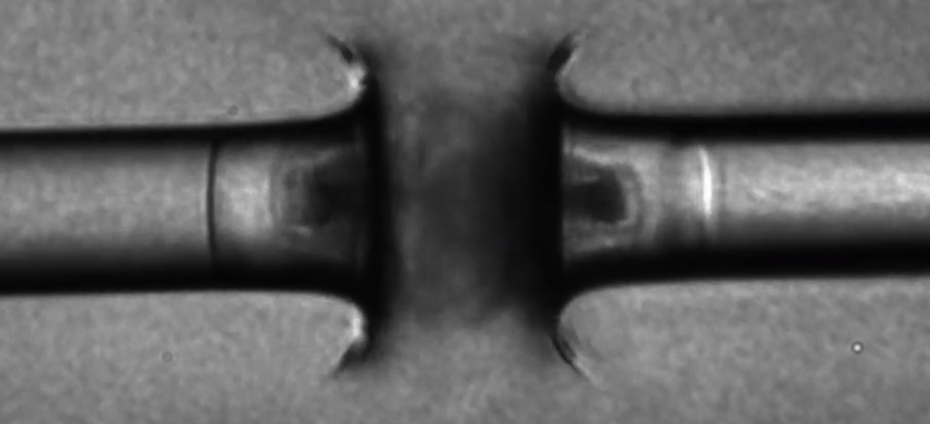 The 10 Weirdest Science Studies of 2019 | Live Science