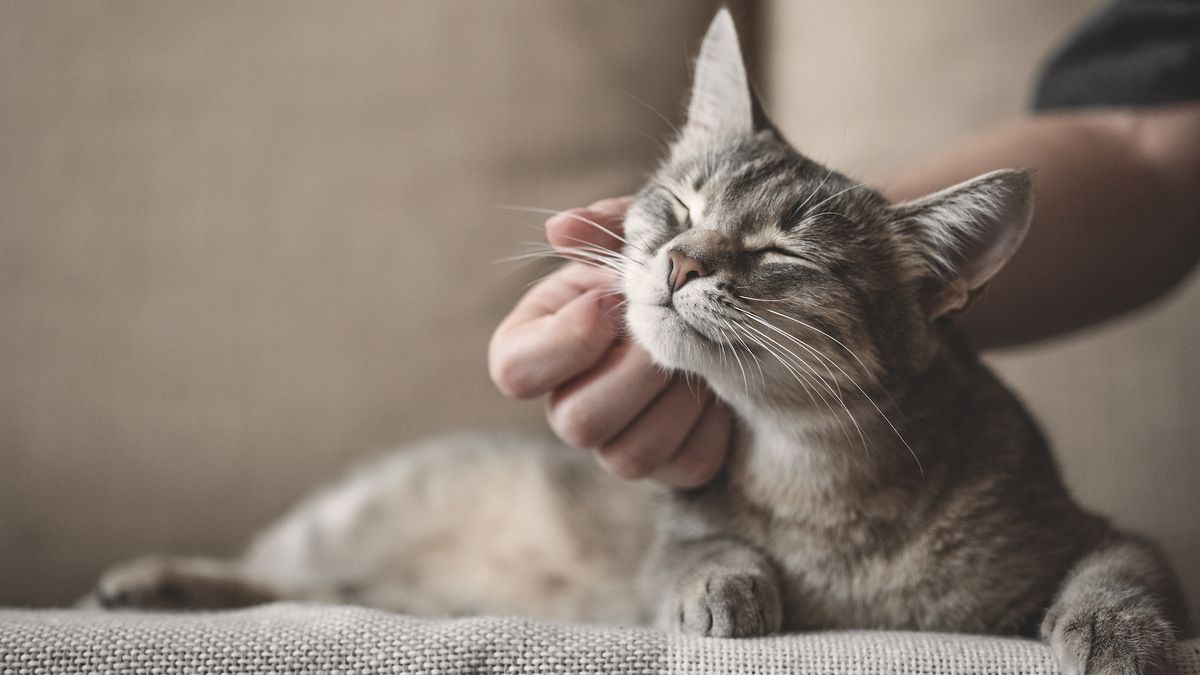 32 best things about owning a cat | PetsRadar