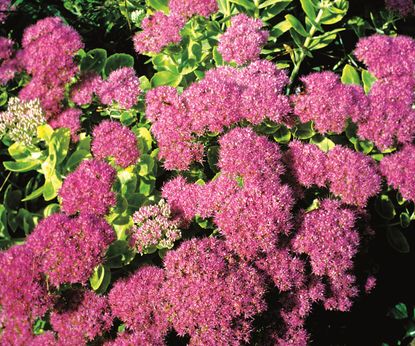 When to cut back sedum for winter - time your prune properly | Homes and Gardens