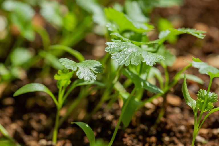 How to grow cilantro: tips on sowing, growing and harvesting this ...