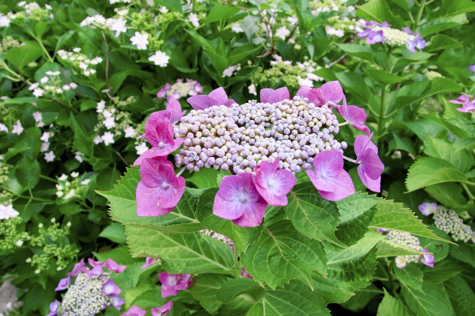 Lacecap Hydrangea Information - How To Care For Lacecap Hydrangeas ...
