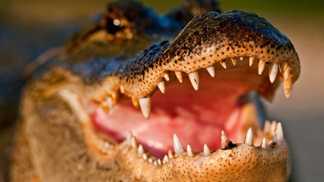 How are alligators and crocodiles different? | Live Science