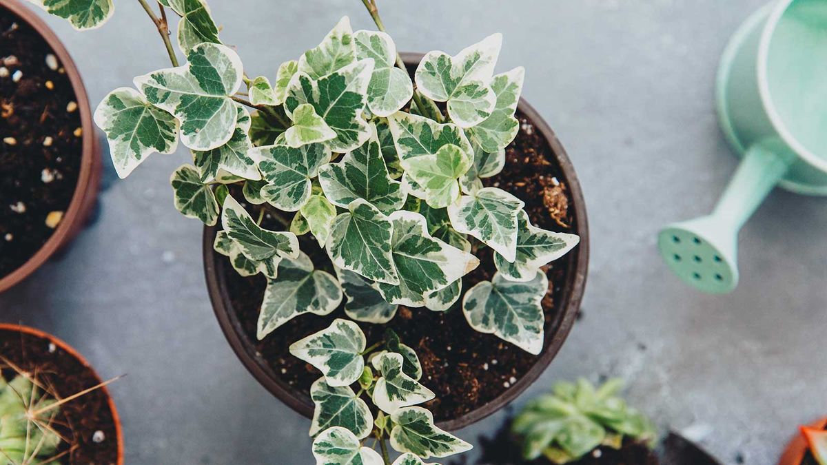How to grow ivy from cuttings: easy propagation tips | Homes and Gardens