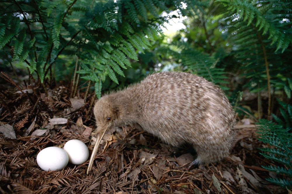 Animal Moms Have It Tough! 8 Extreme Creature Births | Live Science