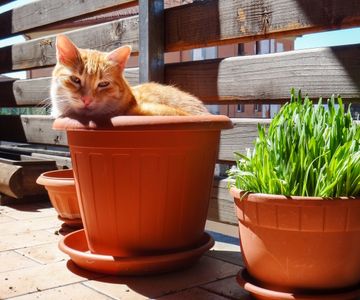 How to grow catnip: expert advice for this aromatic plant | Homes and ...