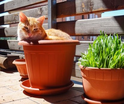 How to grow catnip: expert advice for this aromatic plant | Homes and ...