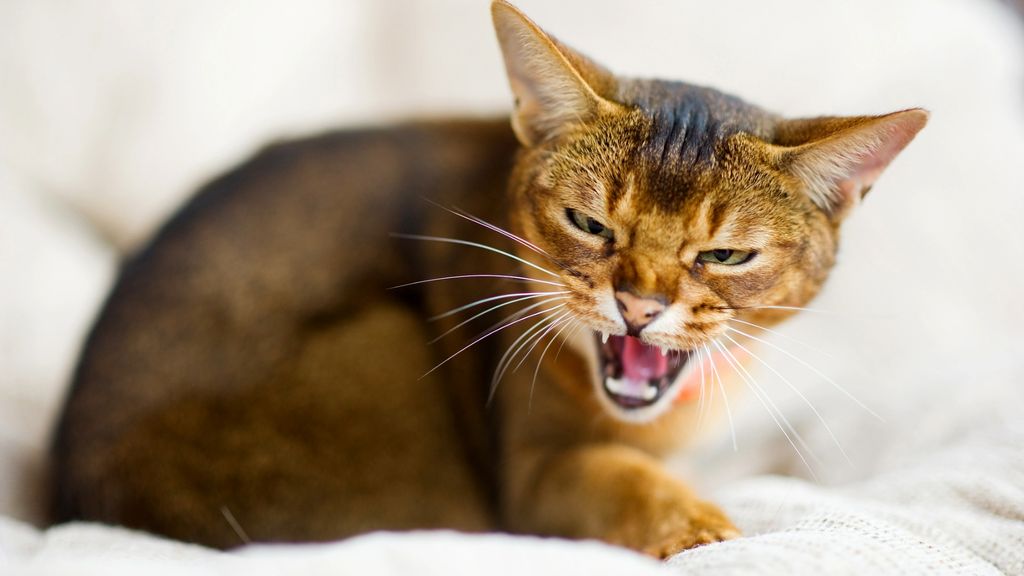 Why is my cat growling? Vet reveals 3 common reasons and whether it’s ...
