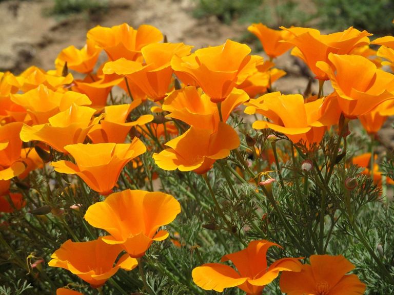 California Poppy Info - Learn About Growing California Poppies ...