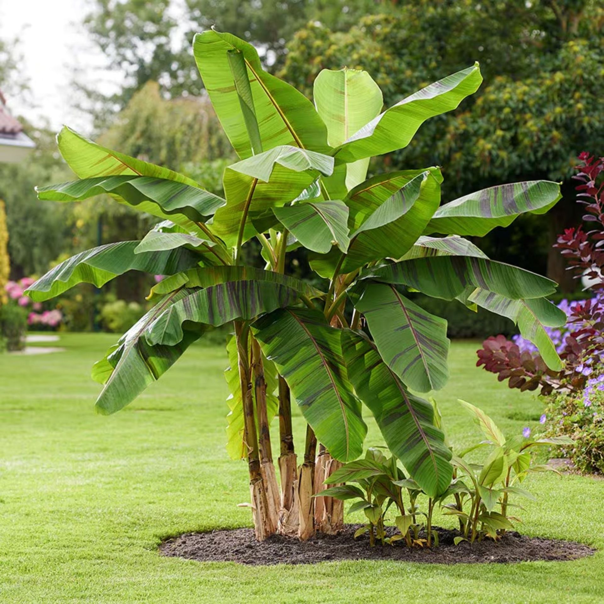 How to grow a banana plant: an expert growing guide | Ideal Home