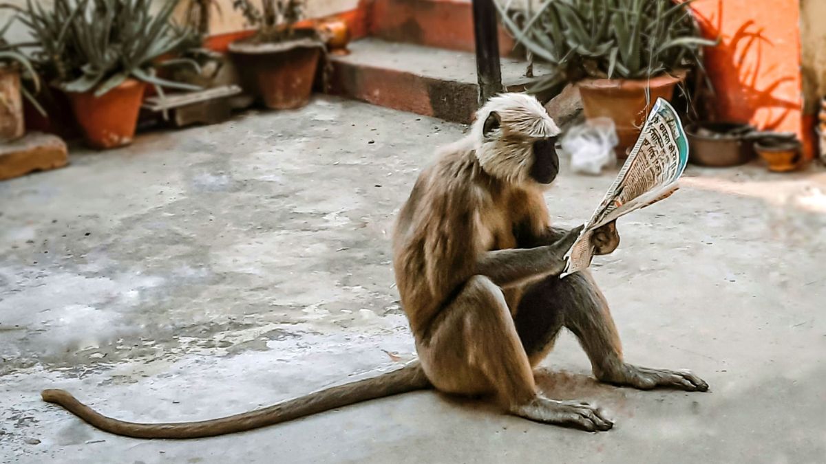 A photo of a monkey reading the paper means the news must be bananas ...