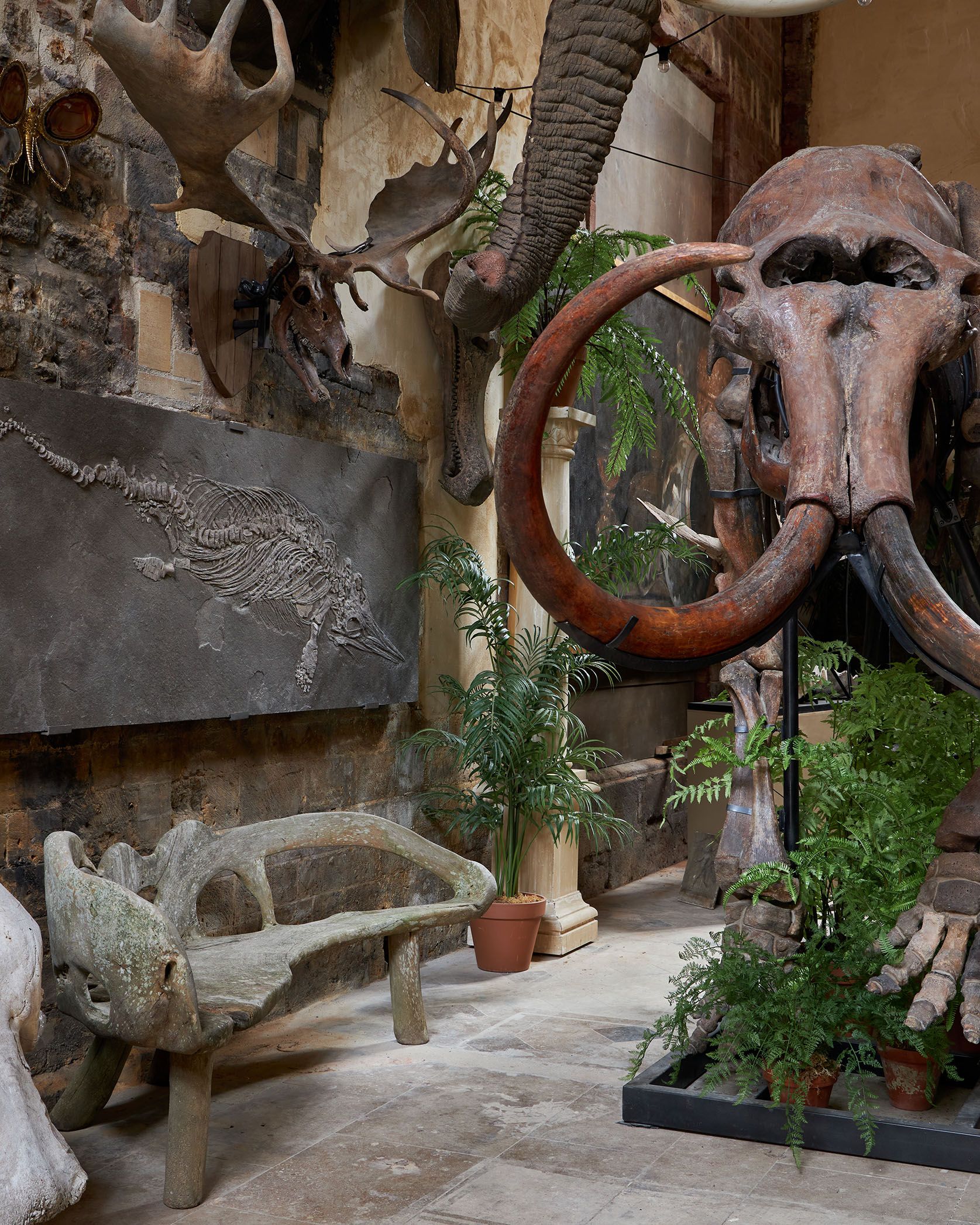 A woolly mammoth skeleton is among the curiosities for sale to save ...