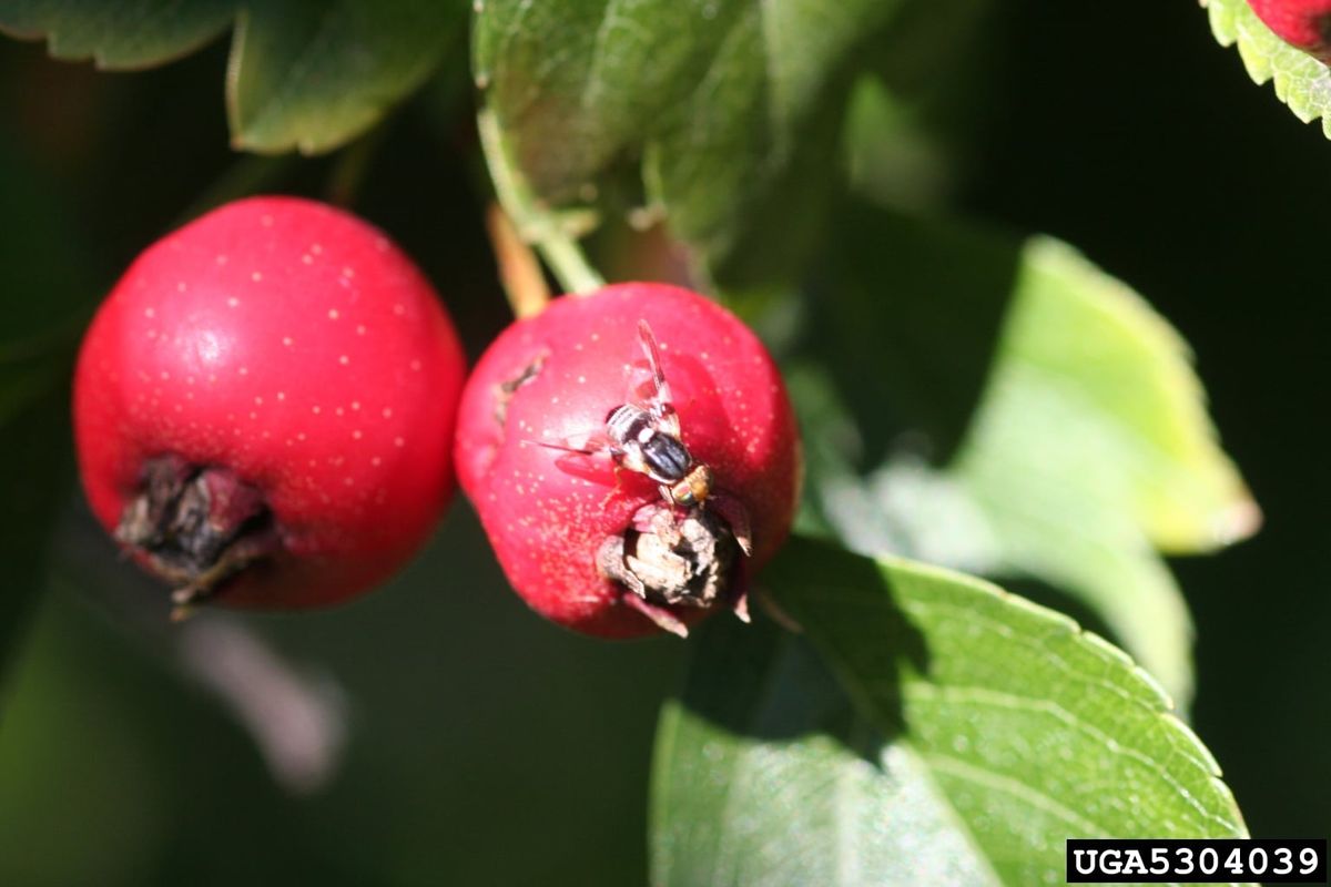 Controlling Pests Of Mayhaw Trees: Learn About Bugs That Eat Mayhaw ...